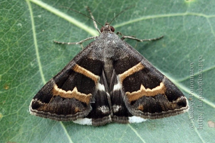 Grammodes stolida | Фэндомпедия вики | Fandom