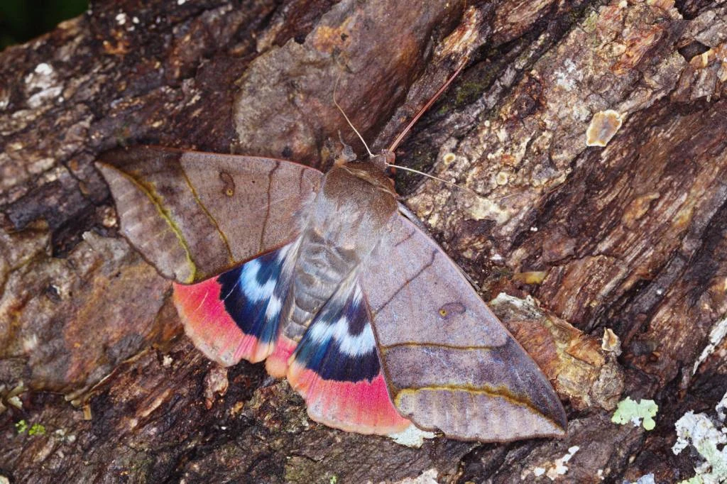 Thyas juno | Фэндомпедия вики | Fandom