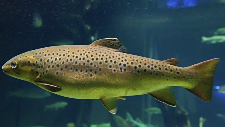 Trout - (Fish) | Fandopedia Wiki | Fandom