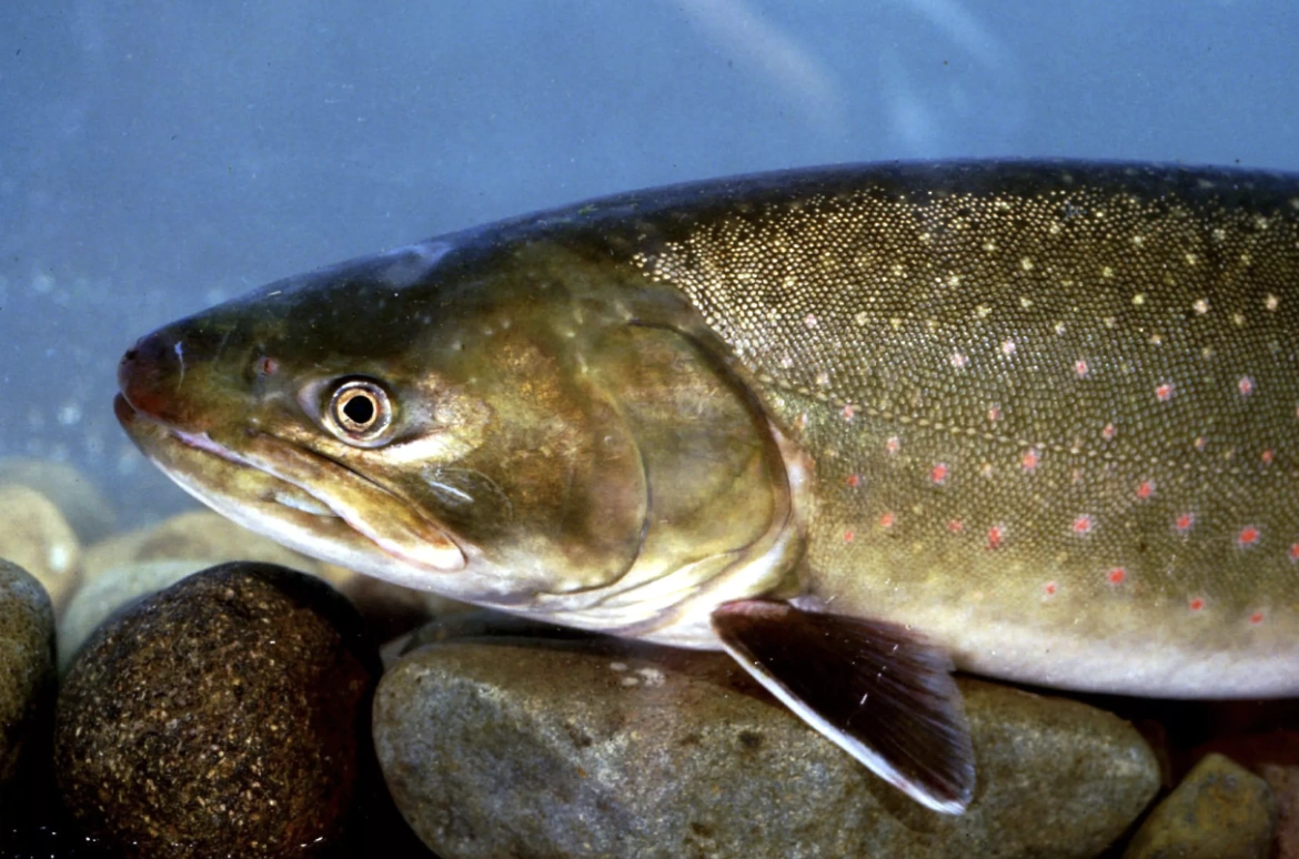 Bull Trout - (Species) | Fandopedia Wiki | Fandom