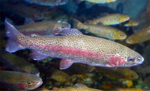 Rainbow Trout - (Species) | Fandopedia Wiki | Fandom