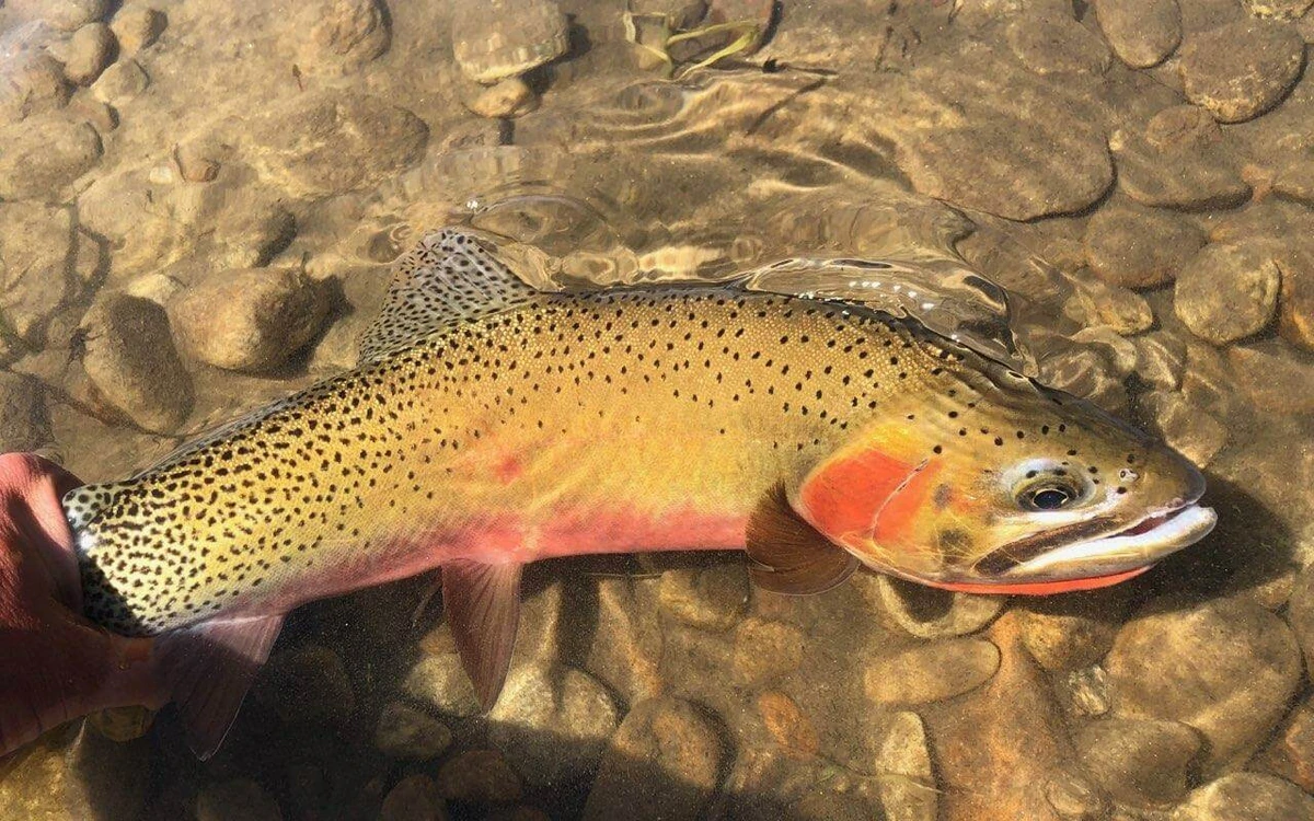 Cutthroat Trout - (Species) | Fandopedia Wiki | Fandom