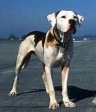 Chance (Homeward Bound) | Fan Fiction | Fandom