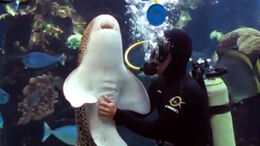 Fanmade Sharks for "Hungry Shark" Wiki | Fandom