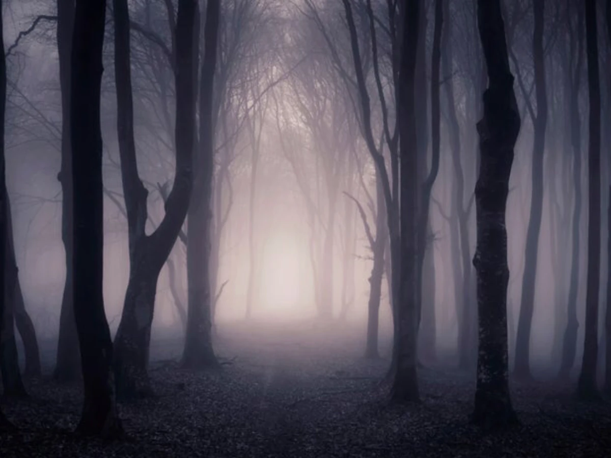Dark Forest | Fan-Made Warrior Cat Wiki | Fandom
