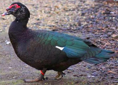 Red-masked duck (SciiFii) | Fanon Wiki | Fandom