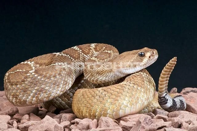Scottish Rattlesnake | Fanon Wiki | Fandom