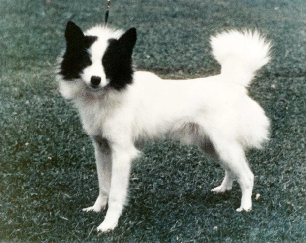 Tahltan Bear Dog | Fanon Wiki | Fandom