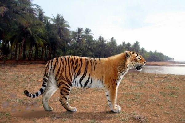 Trinil tiger (SciiFii) | Fanon Wiki | Fandom