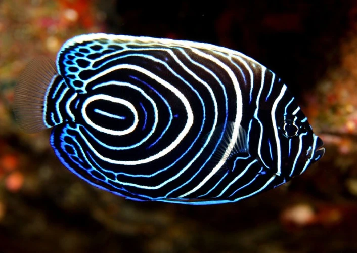 Blue Striped Angelfish