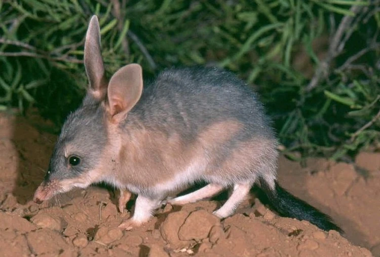Lesser bilby (SciiFii) | Fanon Wiki | Fandom