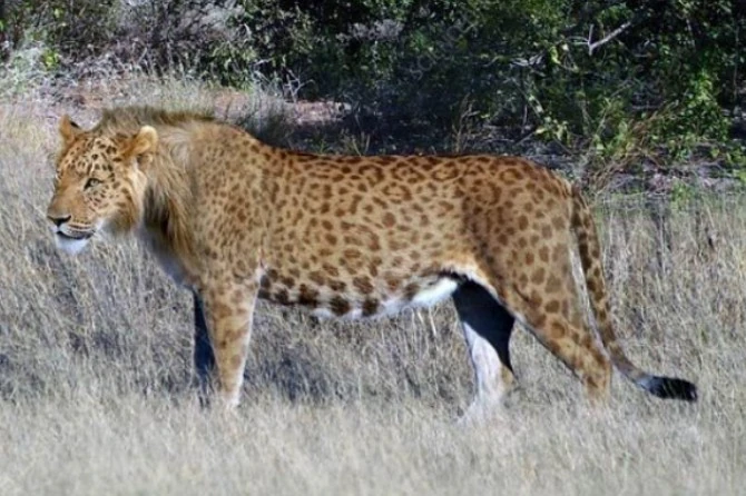 Marozi (SciiFii) | Fanon Wiki | Fandom