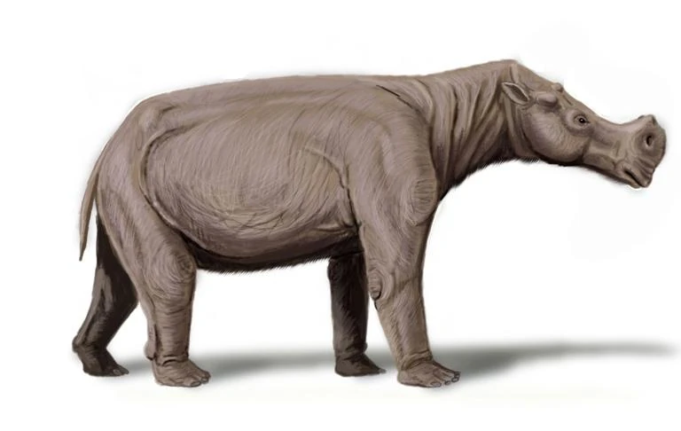 Pig-Hippo | Fanon Wiki | Fandom