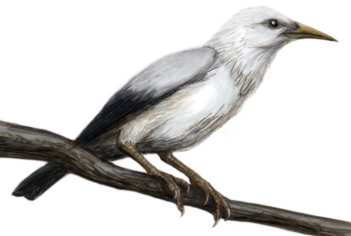 Rodrigues starling (SciiFii) | Fanon Wiki | Fandom