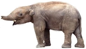 Numidotherium (SciiFii) | Fanon Wiki | Fandom