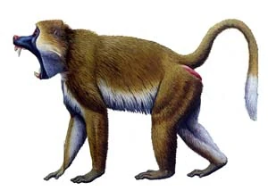 Eastern Giant Baboon | Fanon Wiki | Fandom