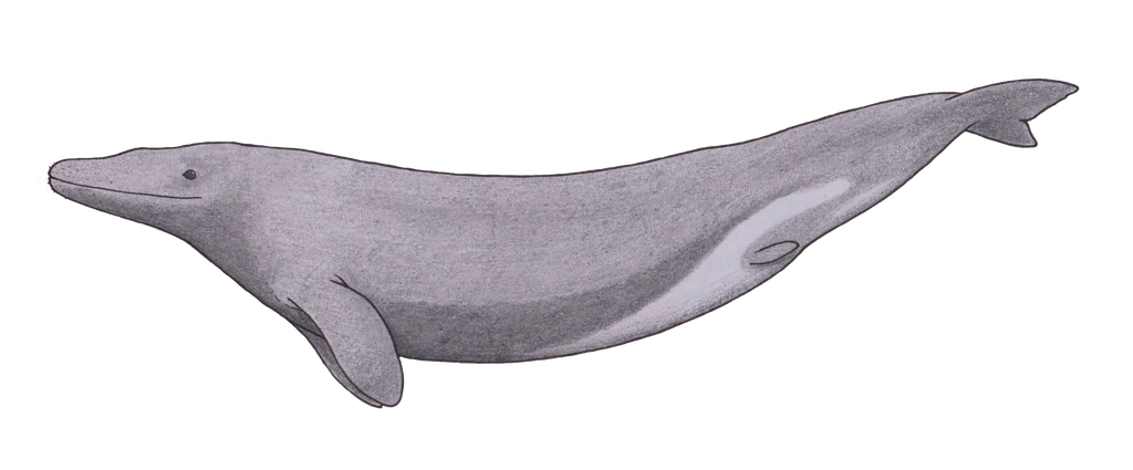 Dorudon (SciiFii) | Fanon Wiki | Fandom