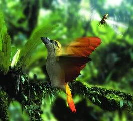 Spitfire Bird | Fanon Wiki | Fandom