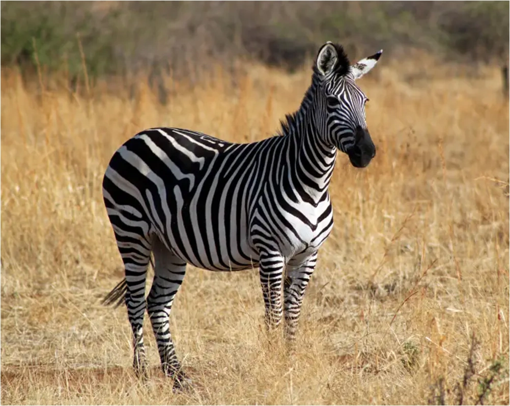 Jerry the Leader Zebra | Fanon Wiki | Fandom