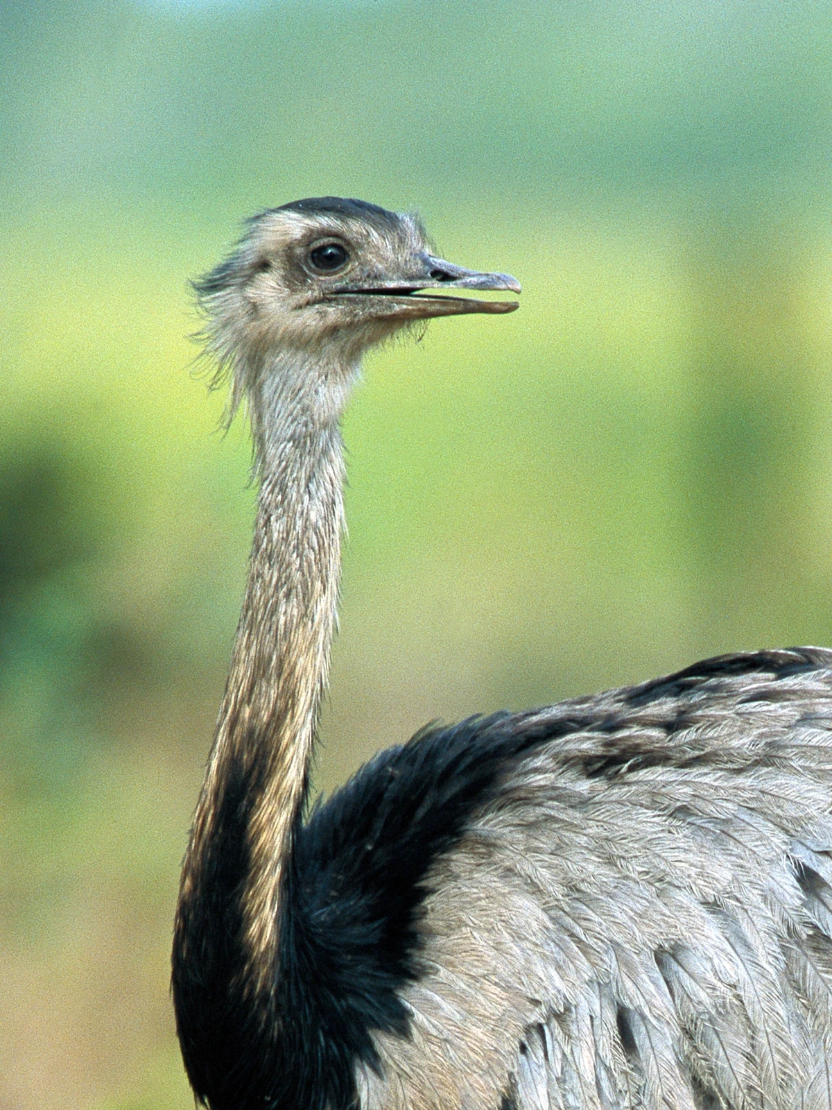 Canadian Rhea | Fanon Wiki | Fandom