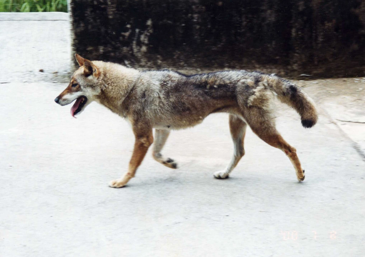 New Zealand Gray Wolf | Fanon Wiki | Fandom