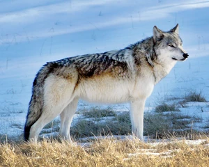Oregon Wolf | Fanon Wiki | Fandom