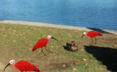 Common Ibis | Fanon Wiki | Fandom