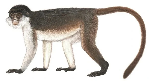 Mesopithecus (SciiFii) | Fanon Wiki | Fandom