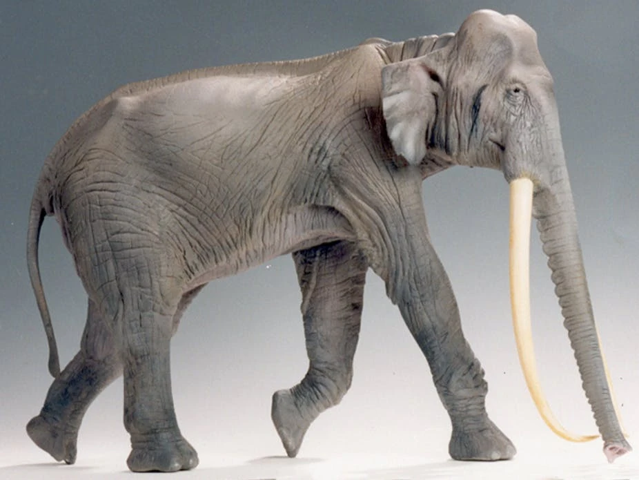 Common European Elephant | Fanon Wiki | Fandom
