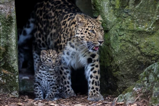 Japanese Leopard | Fanon Wiki | Fandom