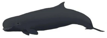 Brygmophyseter (SciiFii) | Fanon Wiki | Fandom