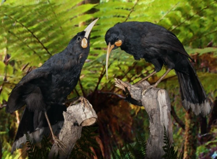 Huia (SciiFii) | Fanon Wiki | Fandom