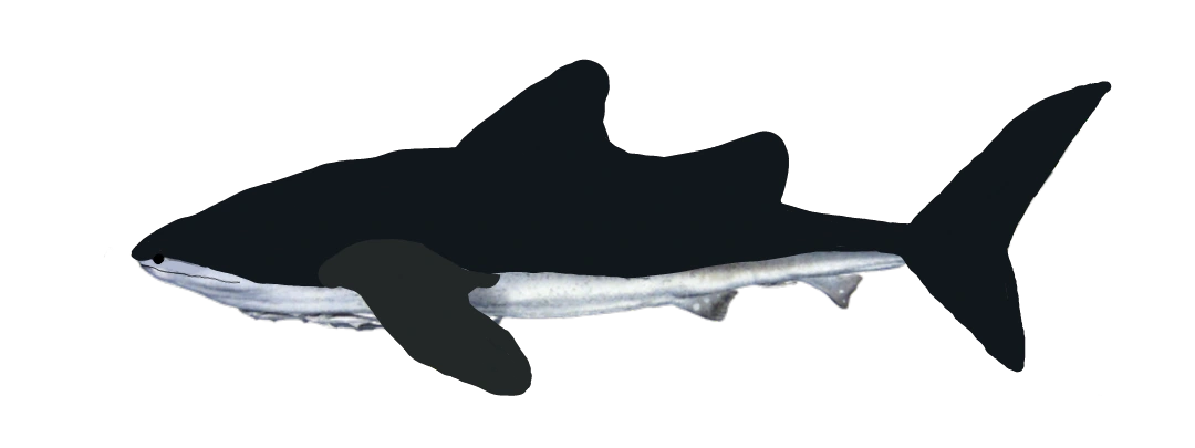 Baleen Whale Shark | Fanon Wiki | Fandom