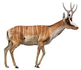 Cosoryx (SciiFii) | Fanon Wiki | Fandom