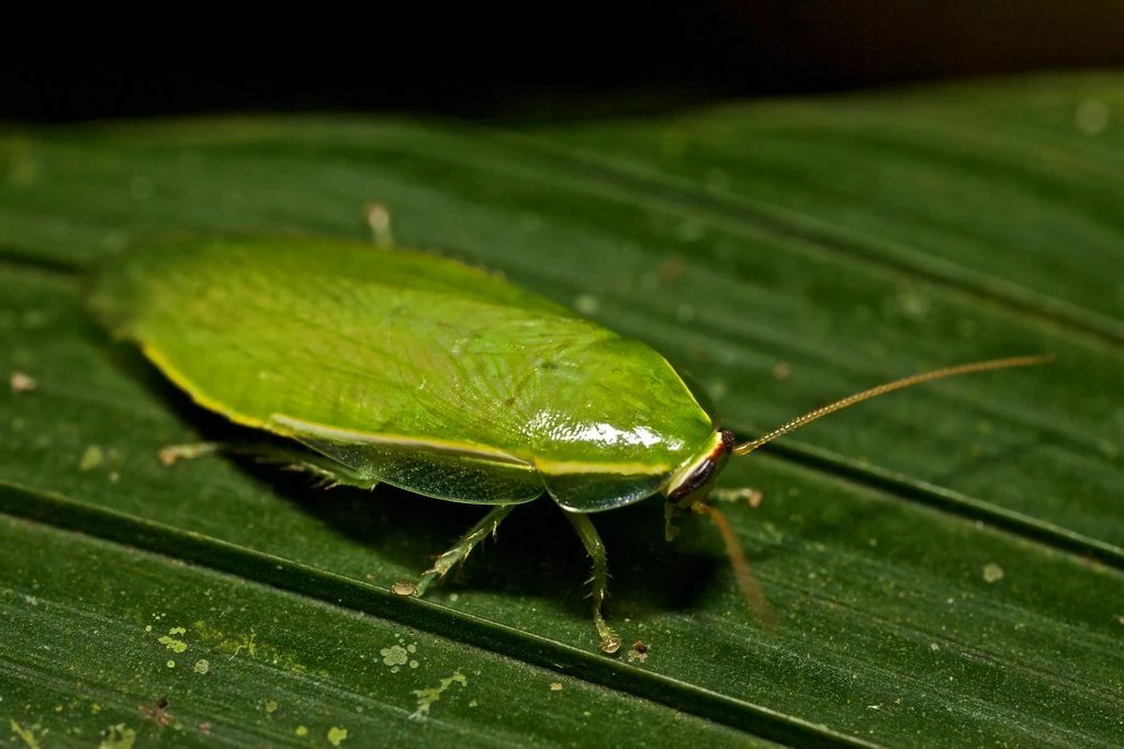 Northern green cockroach (SciiFii) | Fanon Wiki | Fandom