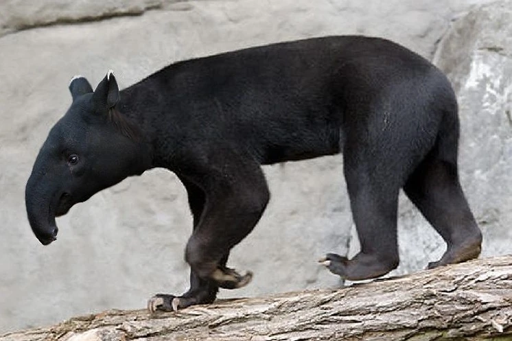 Tree tapir (SciiFii) | Fanon Wiki | Fandom