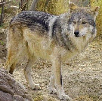 California wolf (SciiFii) | Fanon Wiki | Fandom
