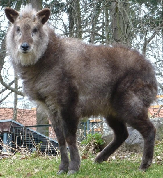 American serow (SciiFii) | Fanon Wiki | Fandom
