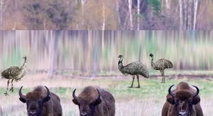 European Emu | Fanon Wiki | Fandom