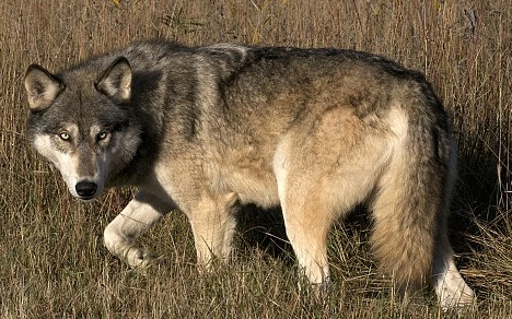 African Gray Wolf | Fanon Wiki | Fandom