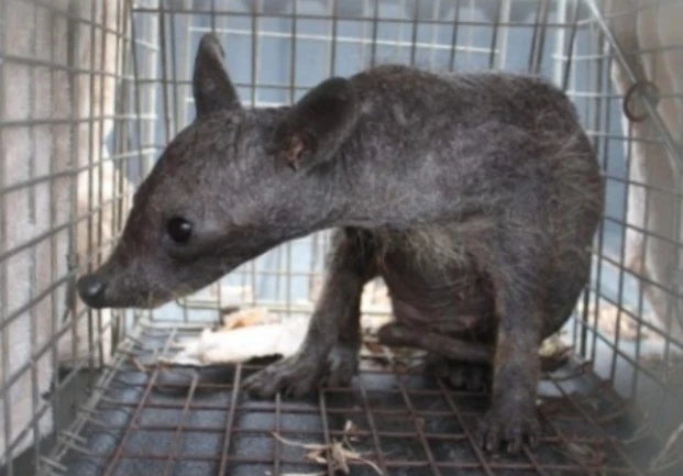 False chupacabra (SciiFii) | Fanon Wiki | Fandom