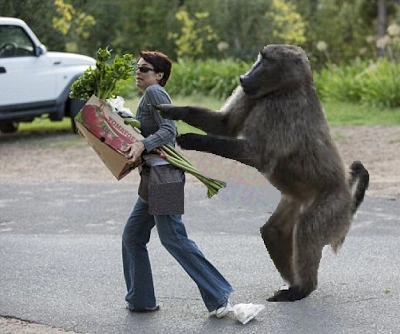 Southern Giant Baboon | Fanon Wiki | Fandom