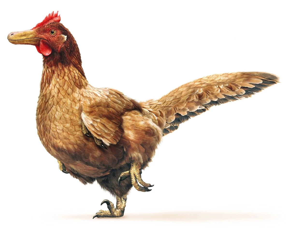 Chickenosaurus (SciiFii) | Fanon Wiki | Fandom