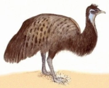 Kangaroo Island emu (SciiFii) | Fanon Wiki | Fandom