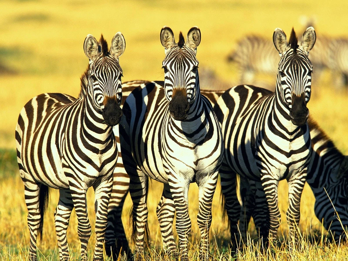 North American Zebra | Fanon Wiki | Fandom