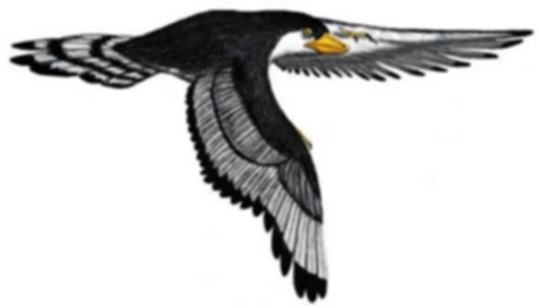 Alexornis (SciiFii) | Fanon Wiki | Fandom