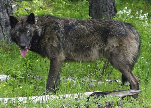 Texas Gray Wolf | Fanon Wiki | Fandom