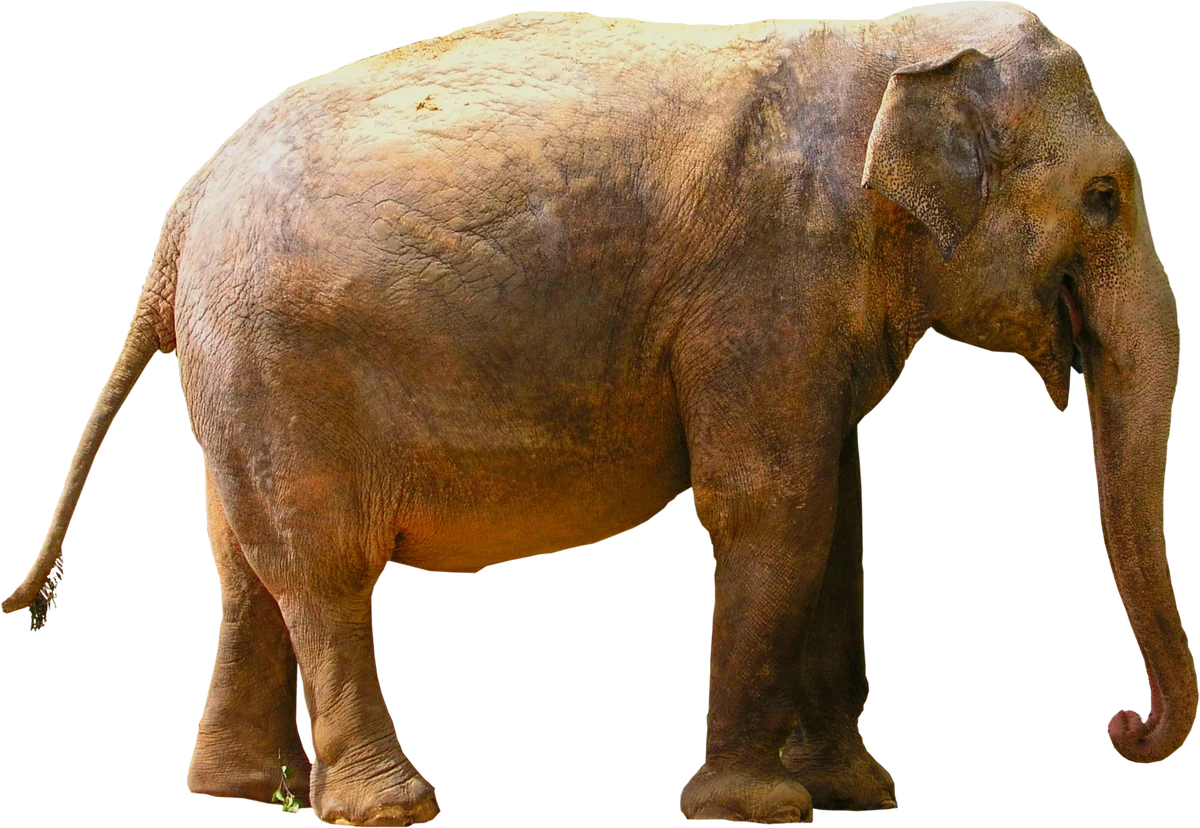 Elephas ekorensis (SciiFii) | Fanon Wiki | Fandom