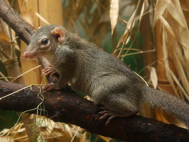 North American Tree Shrew | Fanon Wiki | Fandom