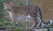 Japanese Leopard (Lord of The Jungle) | Fanon Wiki | Fandom